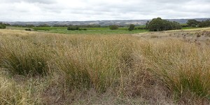 Ecological History | Lot 50-Kanyanyapilla, McLaren Vale